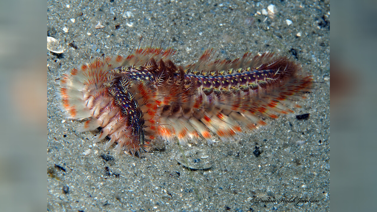 Chloeia viridis Blackline Fireworm, Ornate fireworm, Red-tipped Fireworm