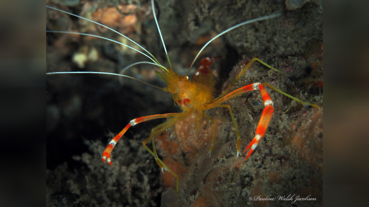 Stenopus scutellatus Karibik-Scherengarnele, Goldfarbene Korallen-Garnele