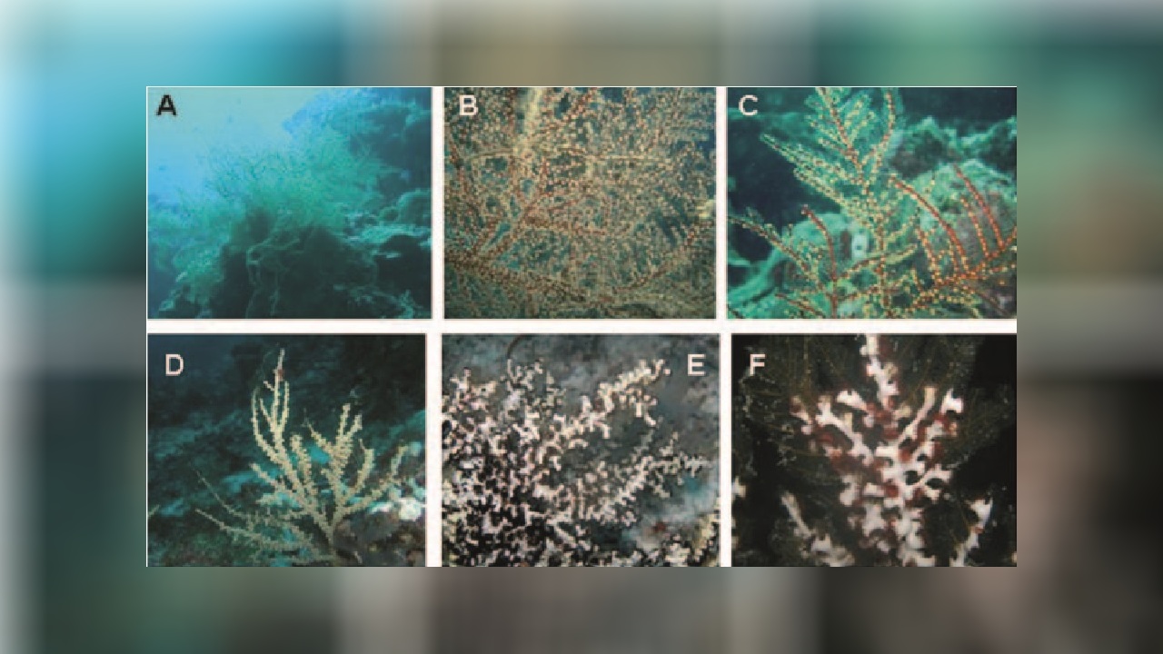 Plumularia habereri Nesselfarn