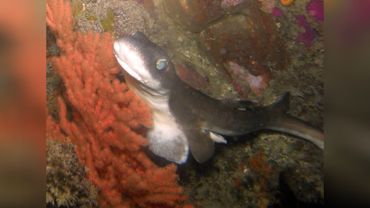Haploblepharus fuscus Brauner Katzenhai