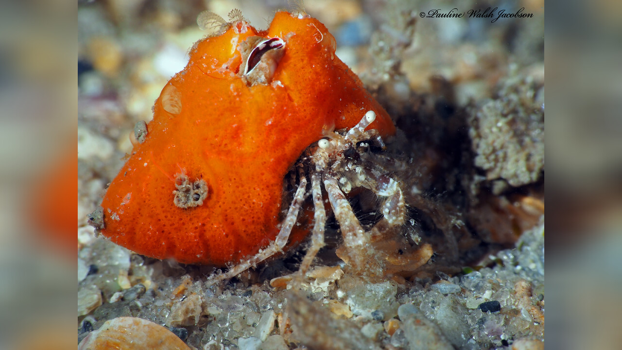 Iridopagurus reticulatus Reticulated Hermit Crab