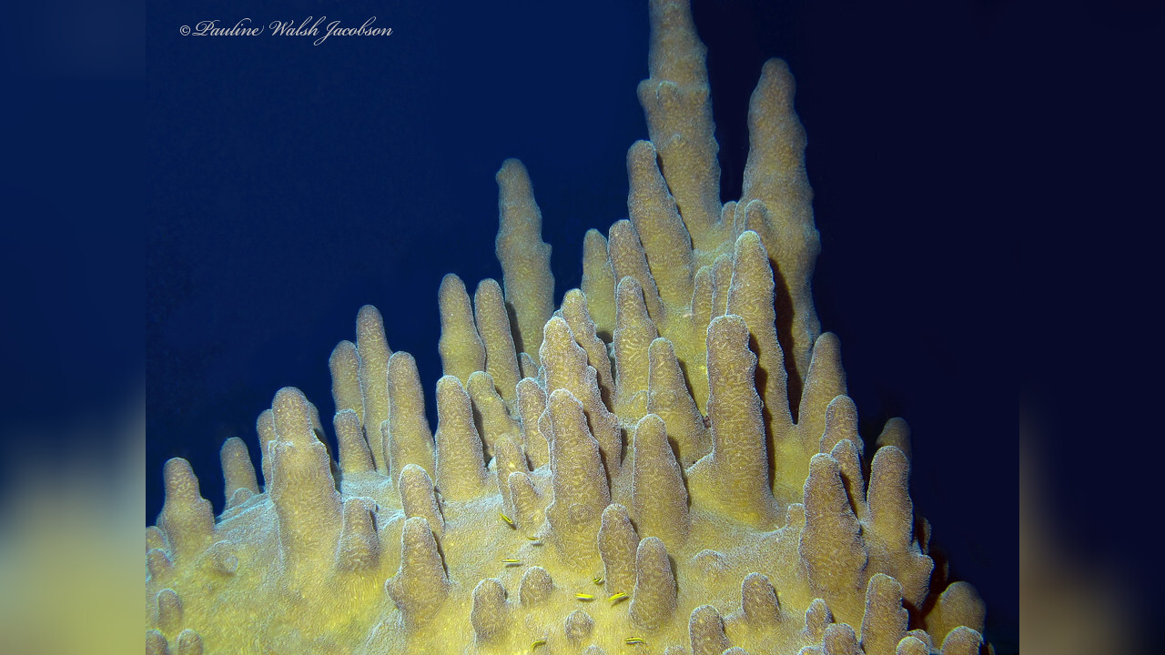 Dendrogyra cylindrus Pillar coral