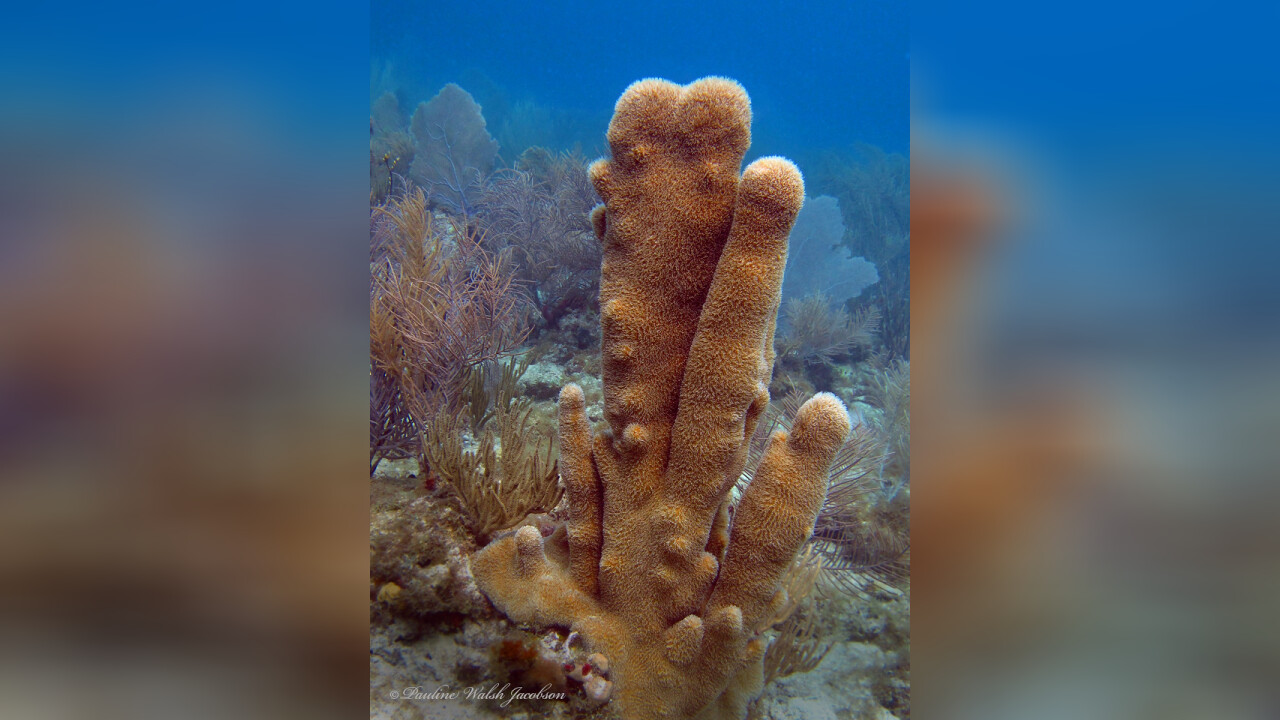 Dendrogyra cylindrus Steinkoralle