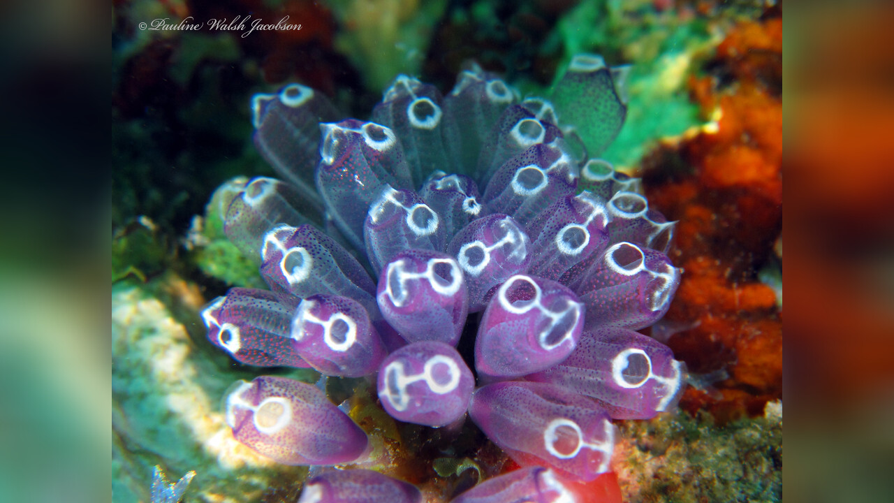 Clavelina puertosecensis Bluebell Tunicates