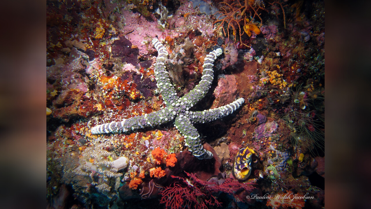 Echinaster callosus banded bubble star, Warty sea star, Lumpy sea star