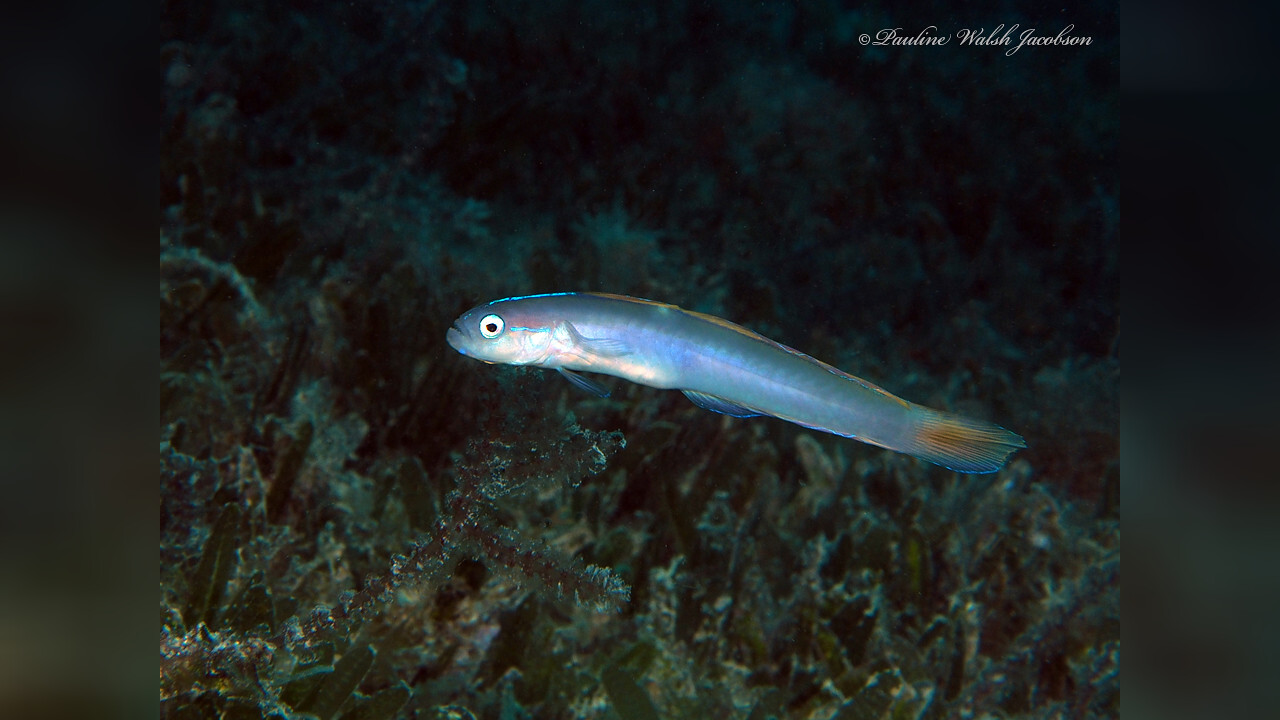 Ptereleotris helenae Hovering goby, Hovering dartfish