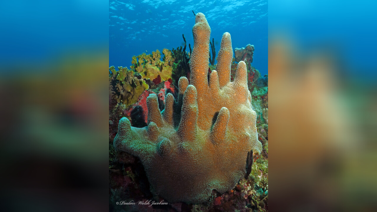 Dendrogyra cylindrus Pillar coral