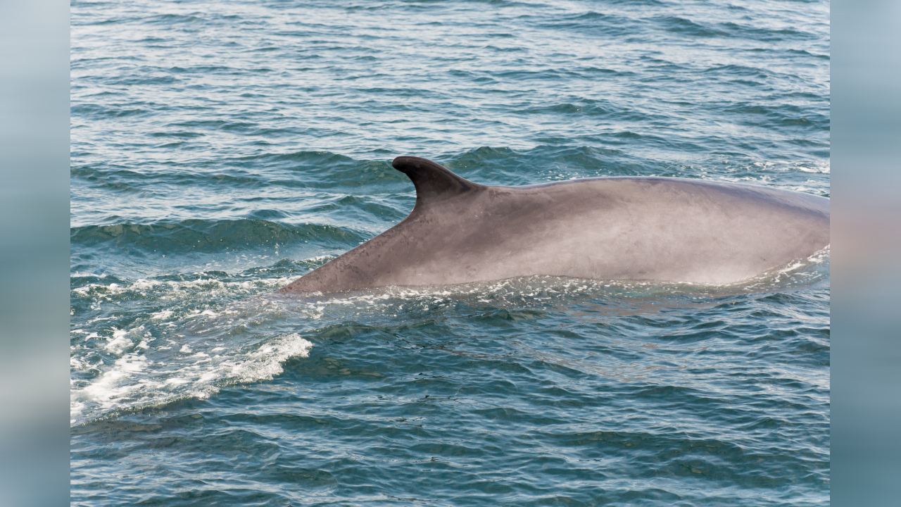 Balaenoptera physalus Fin Whale