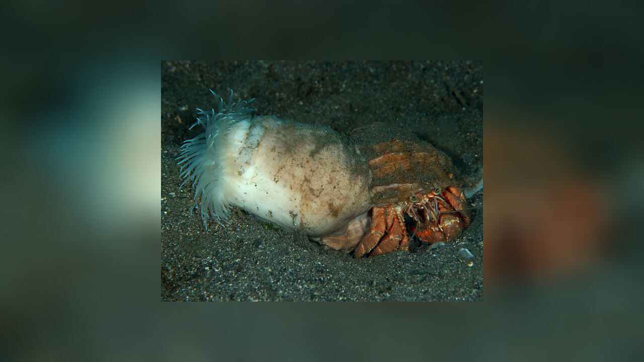 Calliactis japonica Symbioseanemone