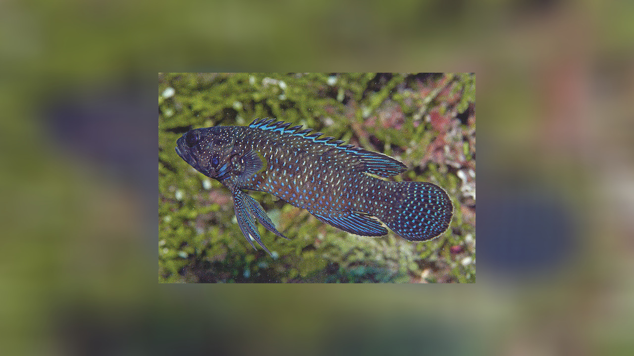 Plesiops corallicola Blaukiemen-Mirakelbarsch