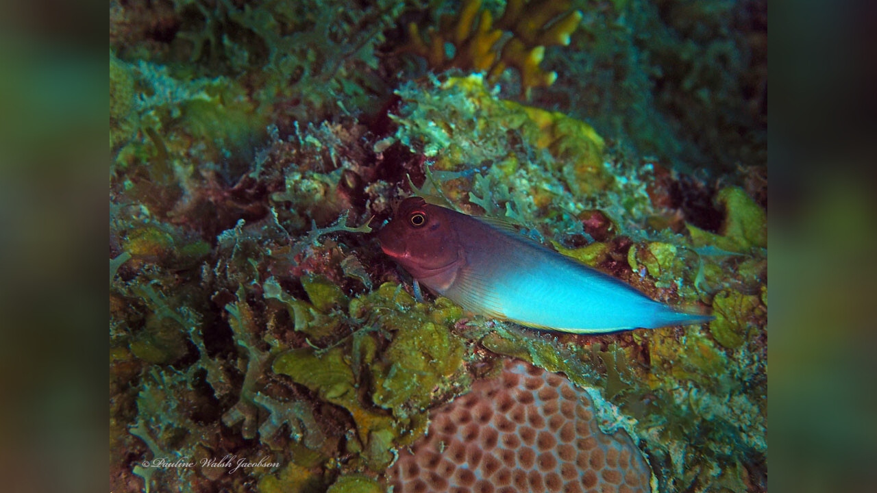 Ophioblennius atlanticus Red-Lip Blenny