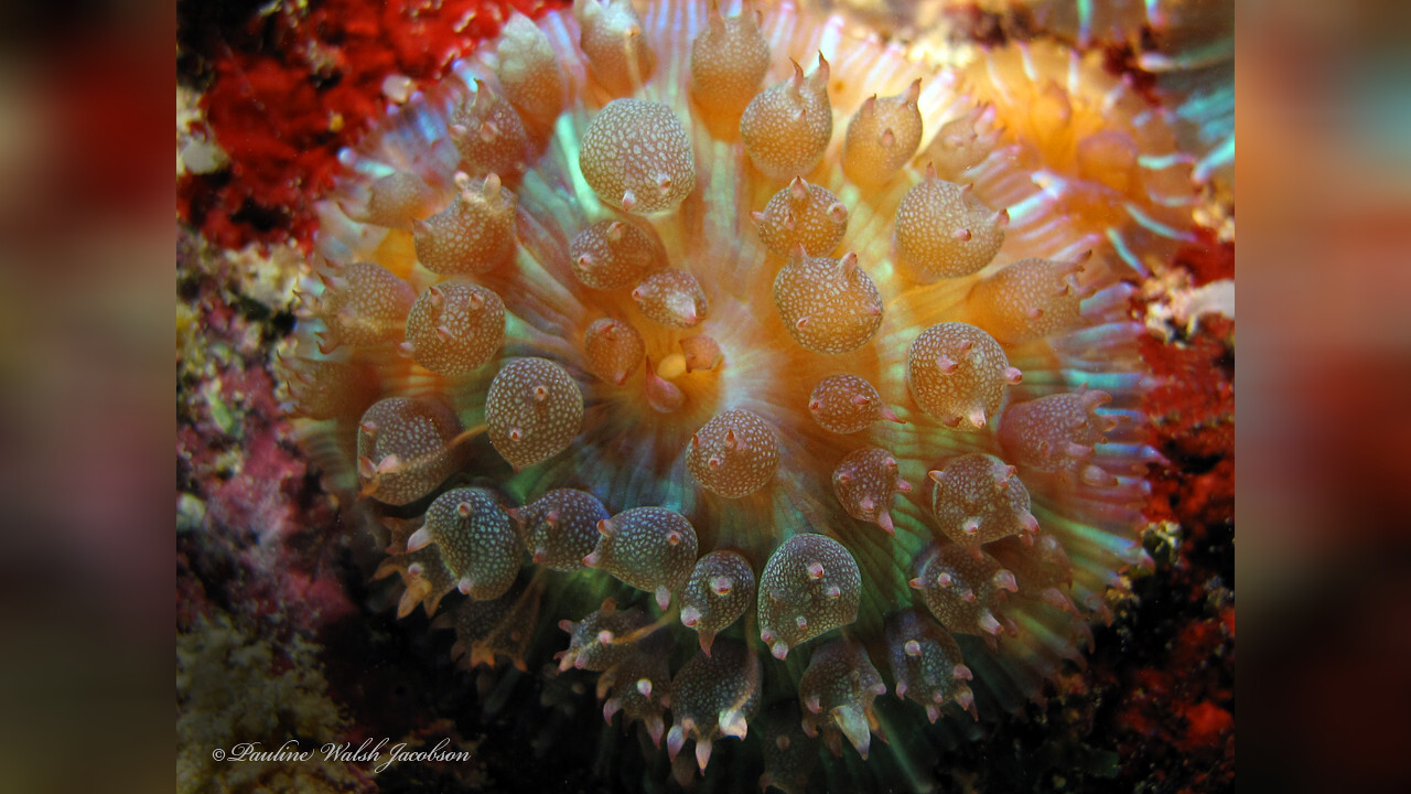 Rhodactis osculifera St. Thomas anemone, warty corallimorpharian