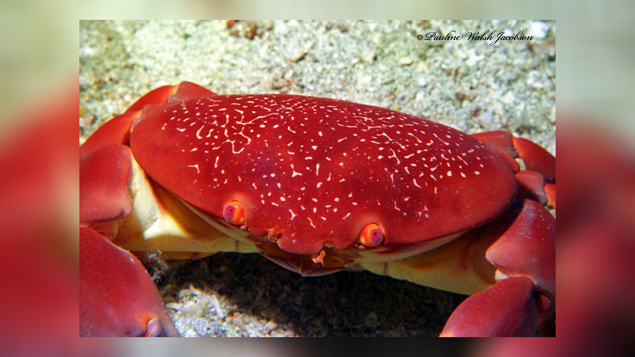 Carpilius corallinus Batwing Coral Crab