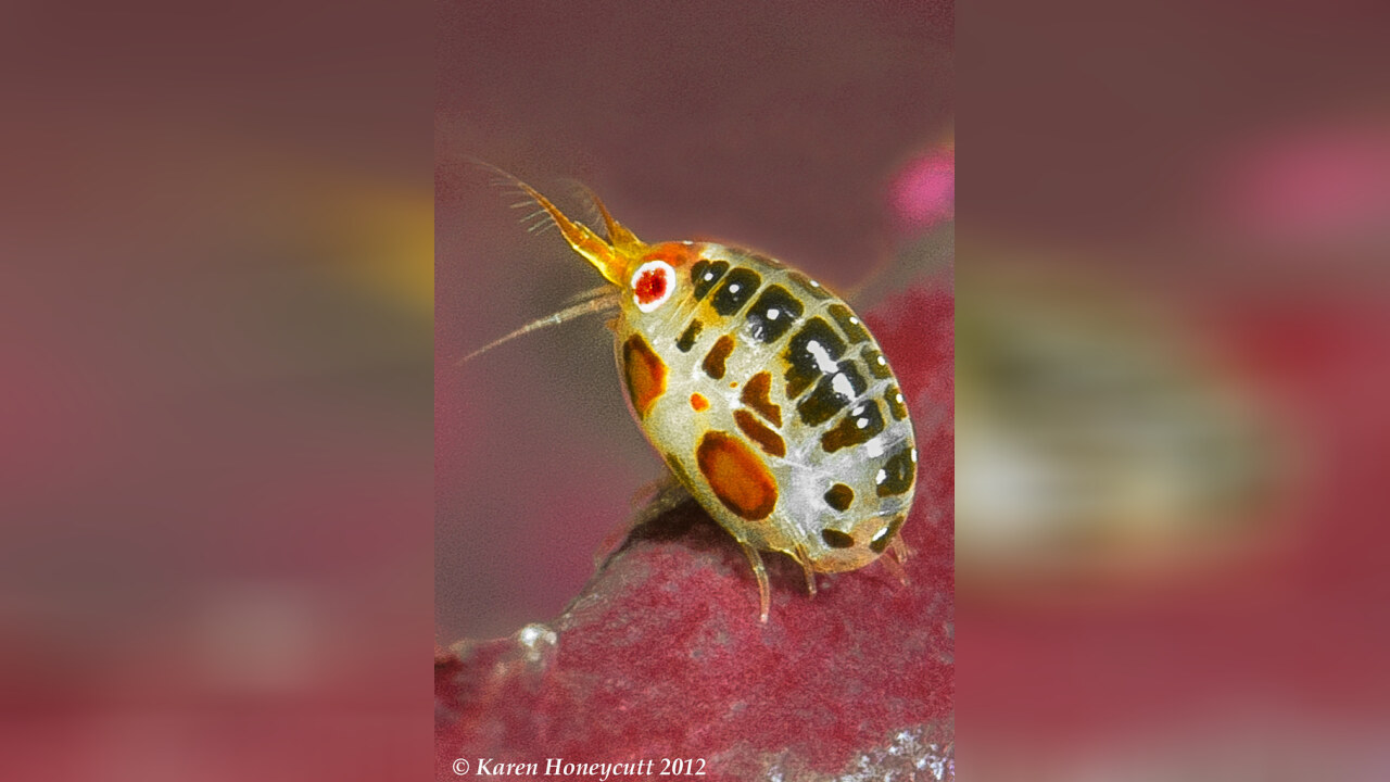Cyproideidae sp.01 Ladybug Amphipod, Dalmatian ladybug amphipod