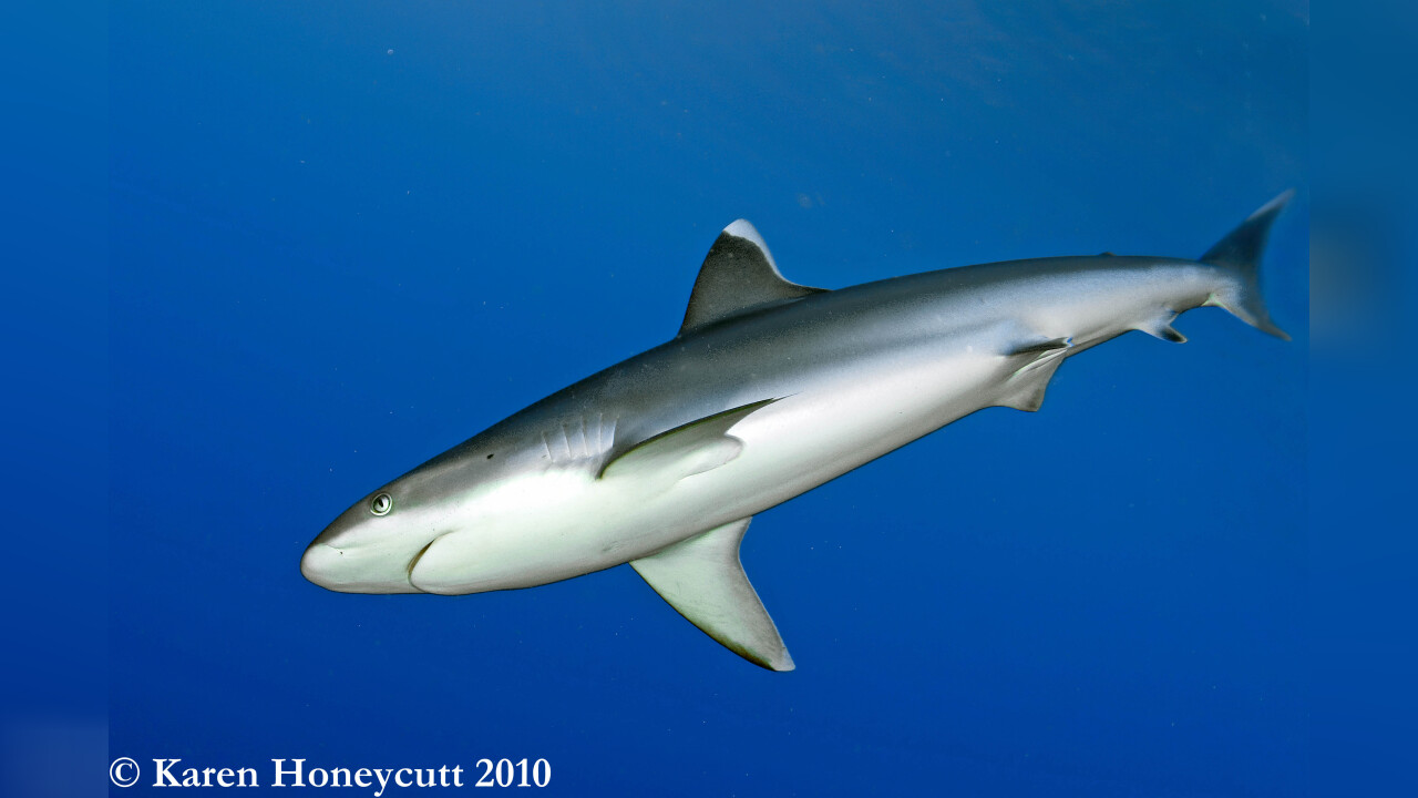 Carcharhinus albimarginatus Silvertip Shark