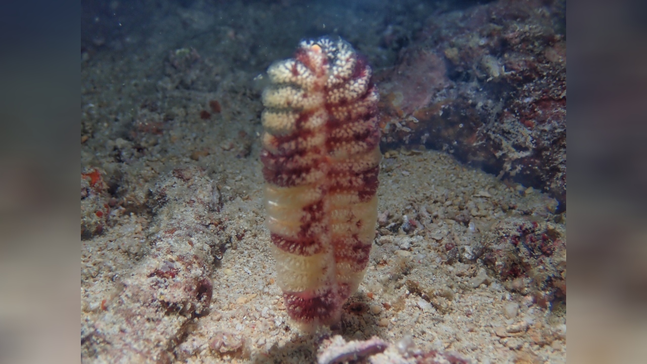 Virgularia sp.01 Seefeder