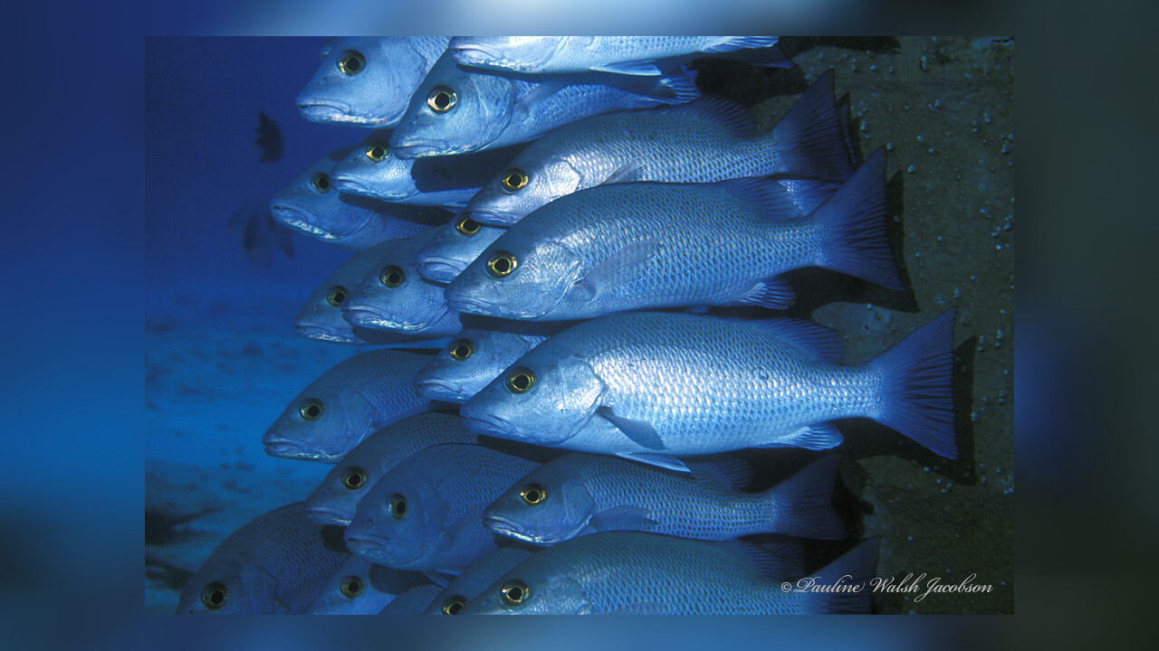 Lutjanus griseus Grey snapper