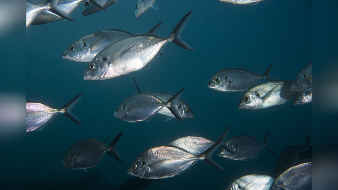 Pseudocaranx georgianus Araara, Blue Trevally, Blurter, Bruised-face ...