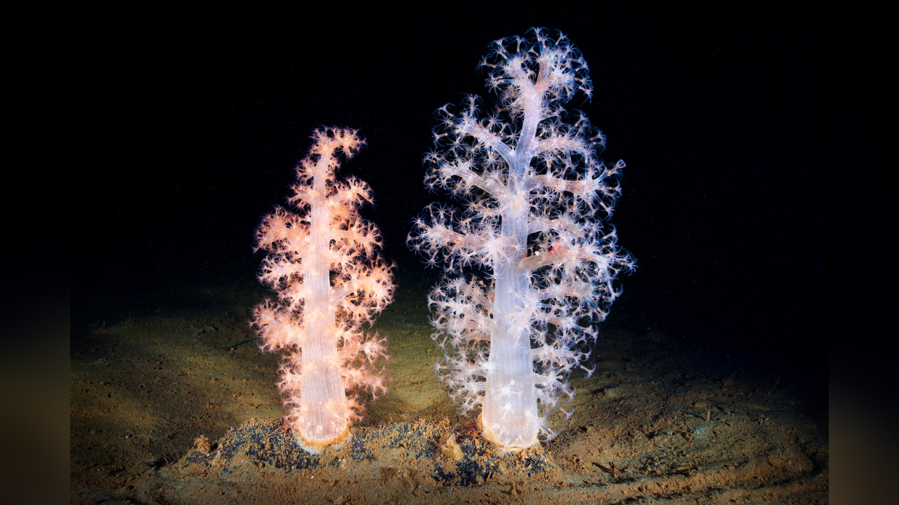 Gersemia fruticosa White Sea Gersemiya, Hedge Carnation Coral