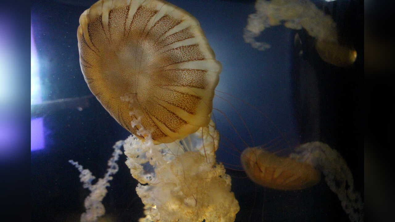 Chrysaora plocamia South American sea nettle