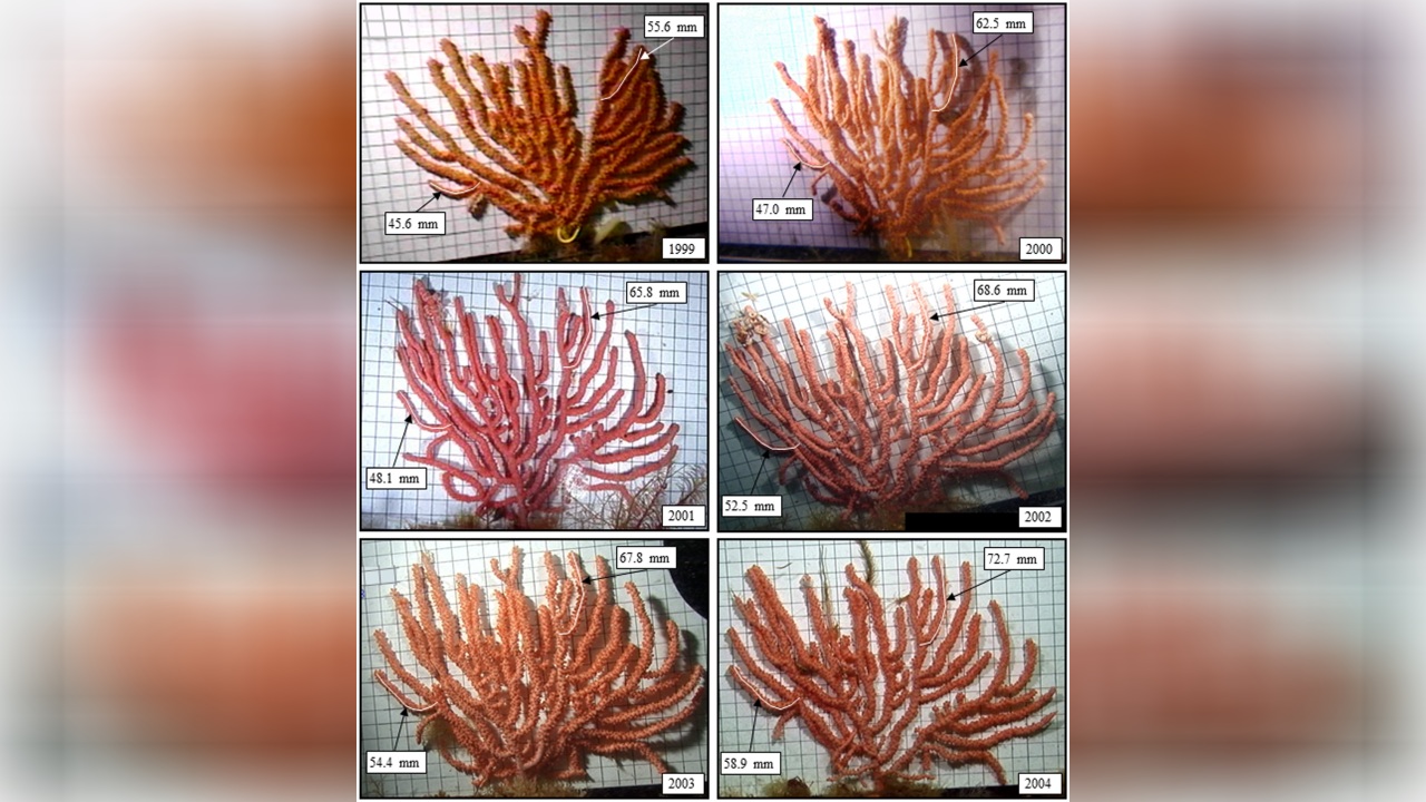 Calcigorgia spiculifera Pink gorgonian, corail gorgone, gorgonian sea ...