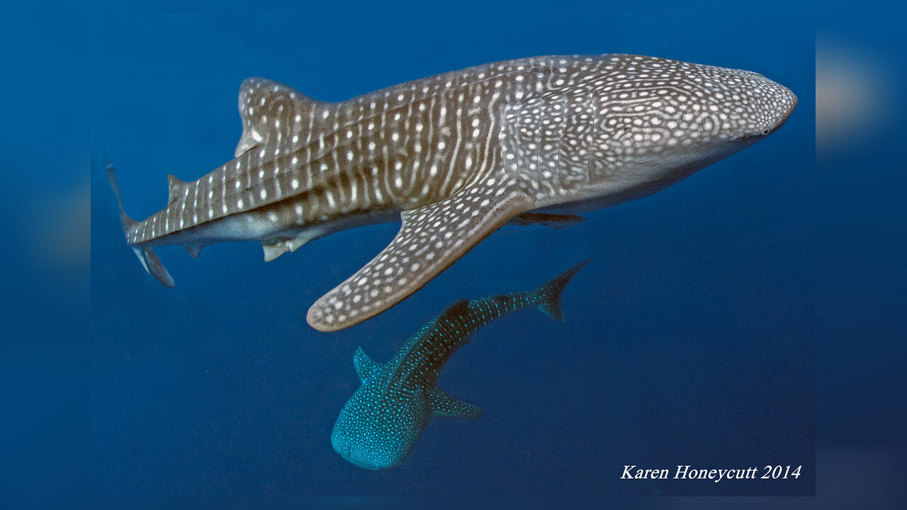 Rhincodon typus wale shark