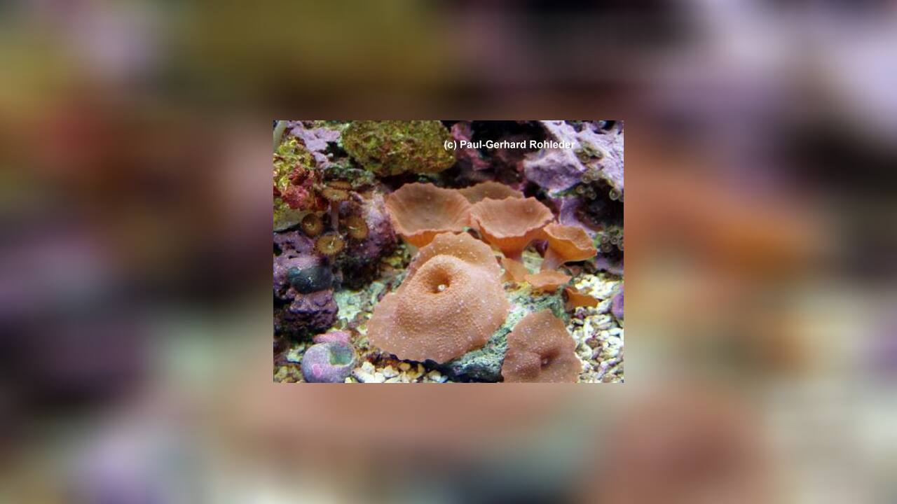 Discosoma sp. 16 Mushroom Anemones
