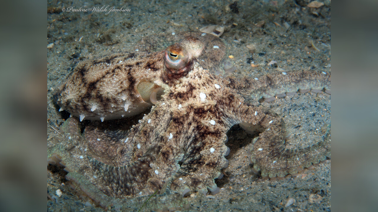 Macrotritopus defilippi Atlantic Longarm Octopus, lilliput long-armed ...