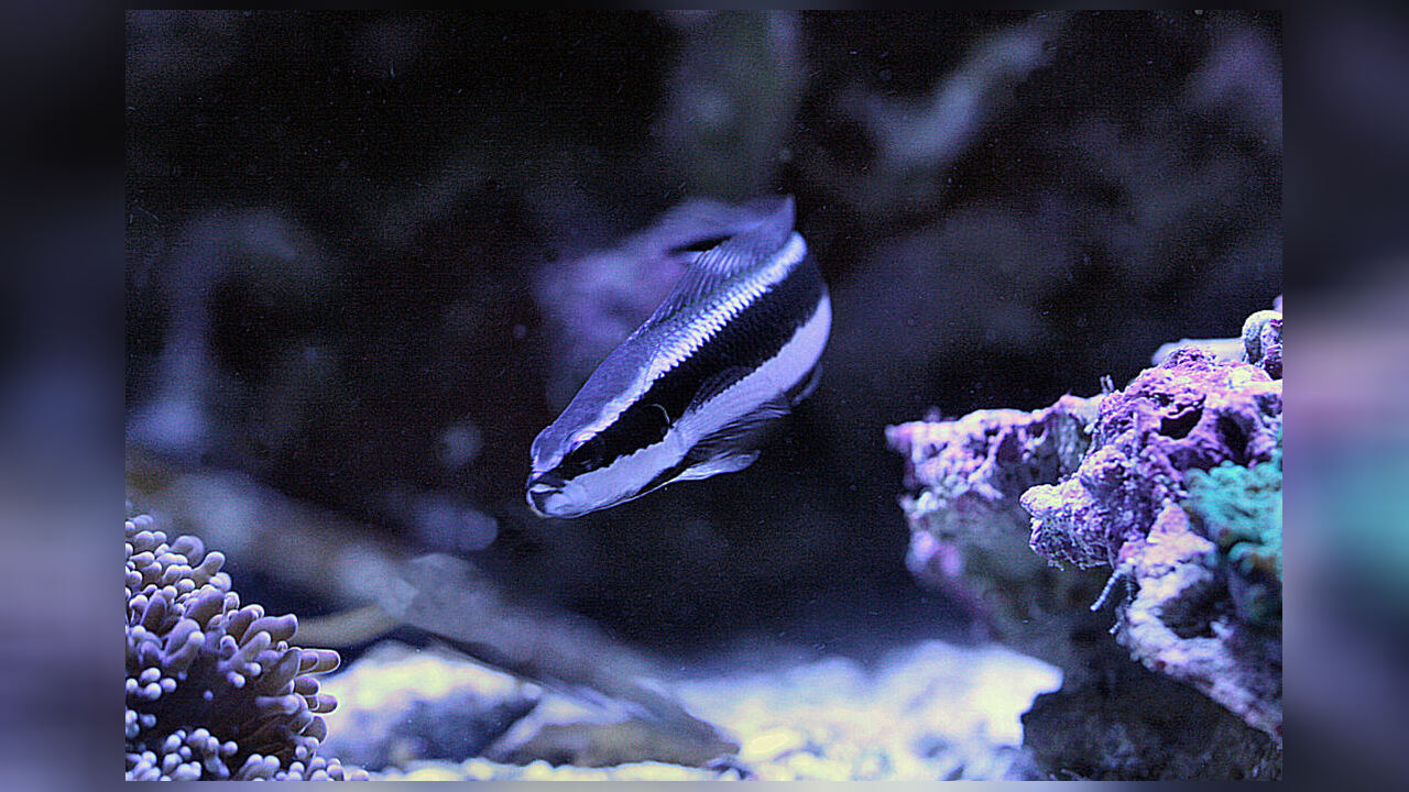 Pseudochromis sankeyi Striped dottyback