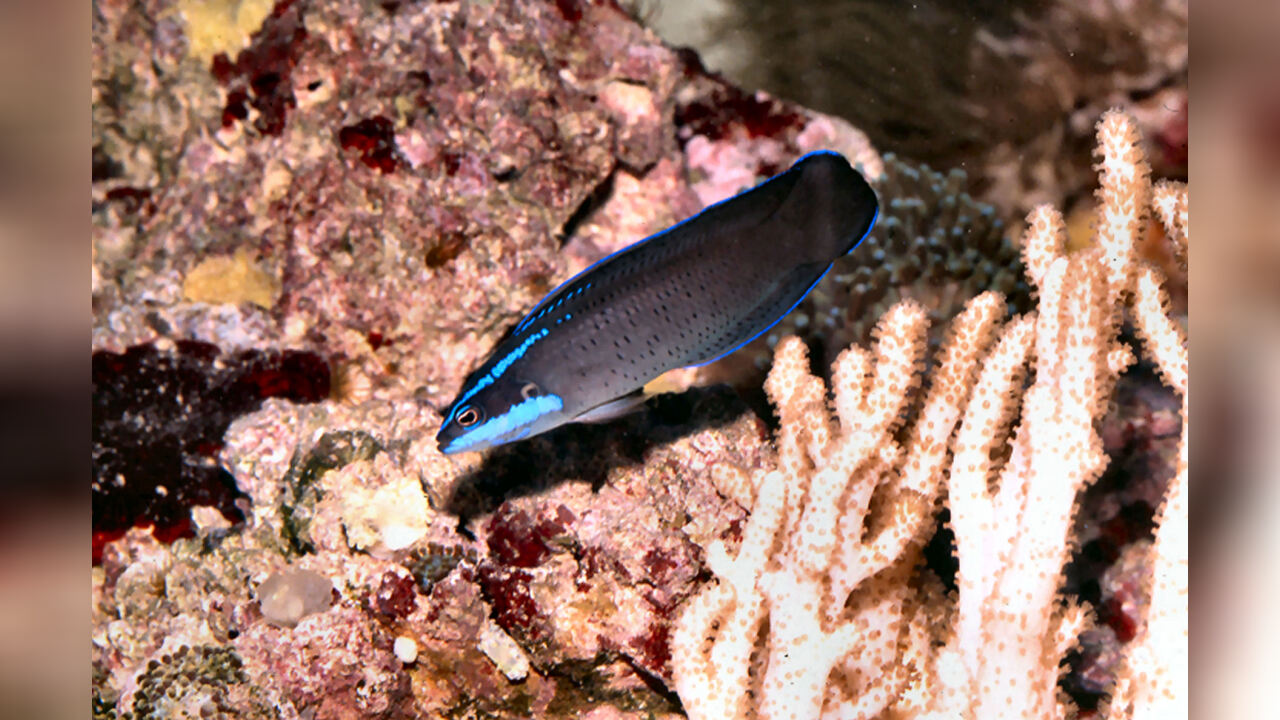 Pseudochromis springeri Springers Zwergbarsch