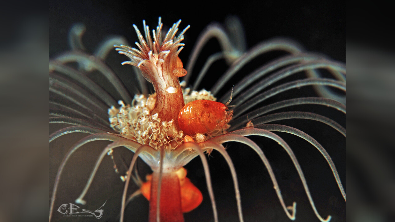 Lysianassidae sp.01 Orange Ladybug Amphipod