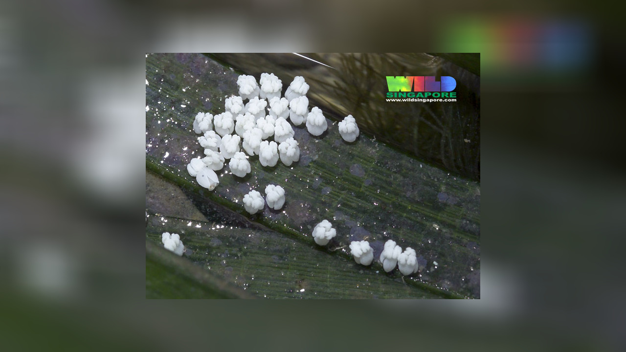 Enhalus acoroides Tape seagrass