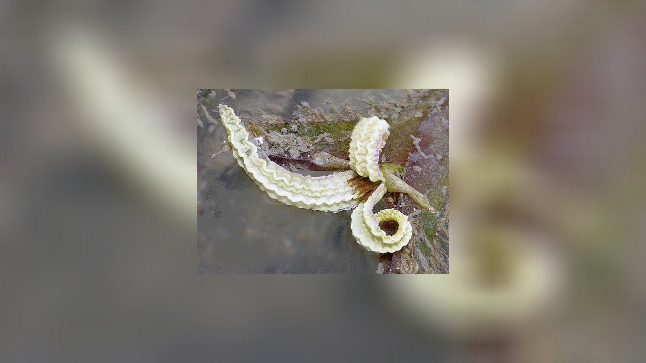 Enhalus acoroides Tape seagrass