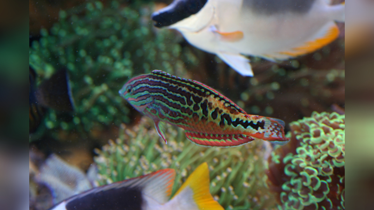 Macropharyngodon bipartitus bipartitus Labre vermiculé