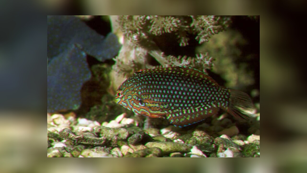 Macropharyngodon meleagris Leoparden-Junker