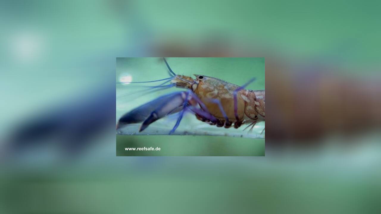 Alpheus parvimaculatus Knallkrebs
