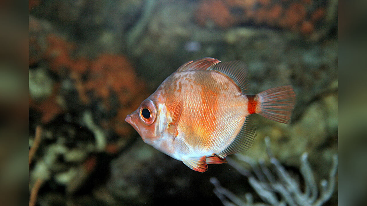 Capros aper Boar Fish