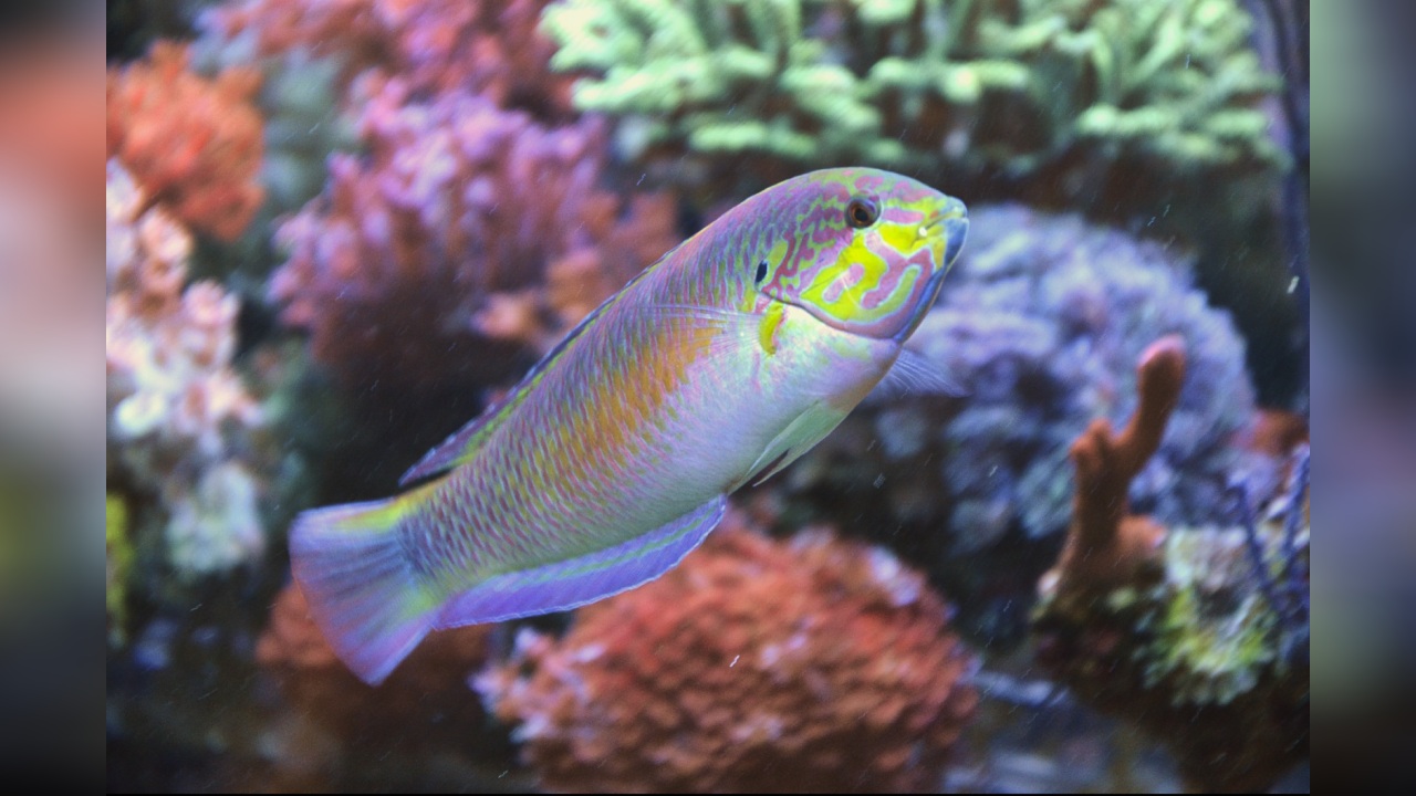 Macropharyngodon moyeri Macropharyngodon moyeri