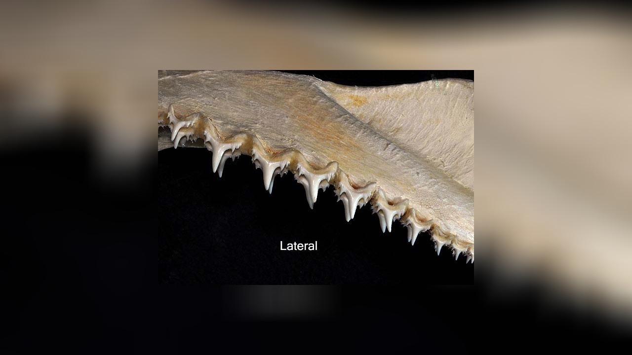 Odontaspis ferox Kleinzahn-Sandtigerhai, Schildzahnhai