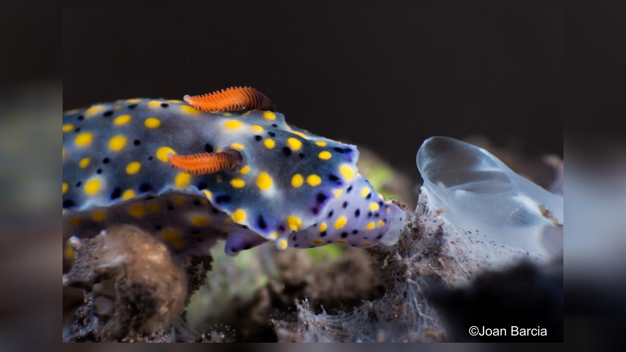 Hypselodoris roo Prachtsternschnecke