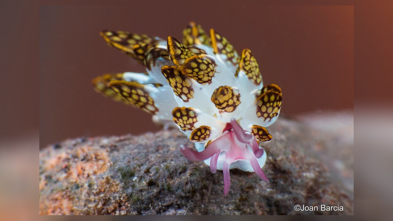 Cyerce kikutarobabai sap-sucking sea slug