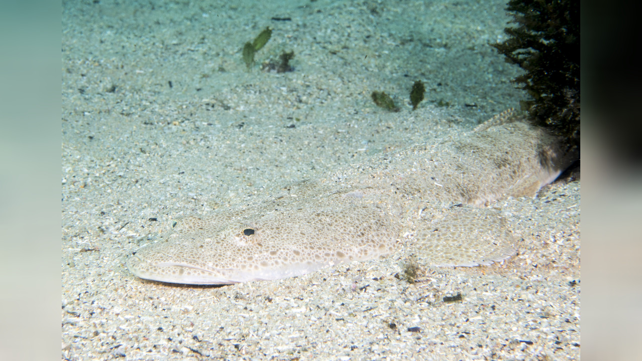 Platycephalus fuscus Flachkopf, Krokodilfisch