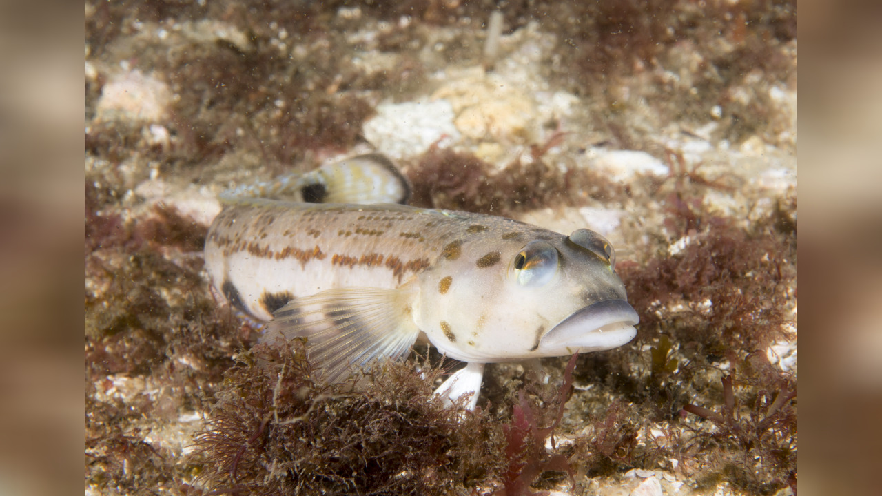 Parapercis ramsayi Spotted Grubfish, Ramsay's Grubfish, Spotted Weever