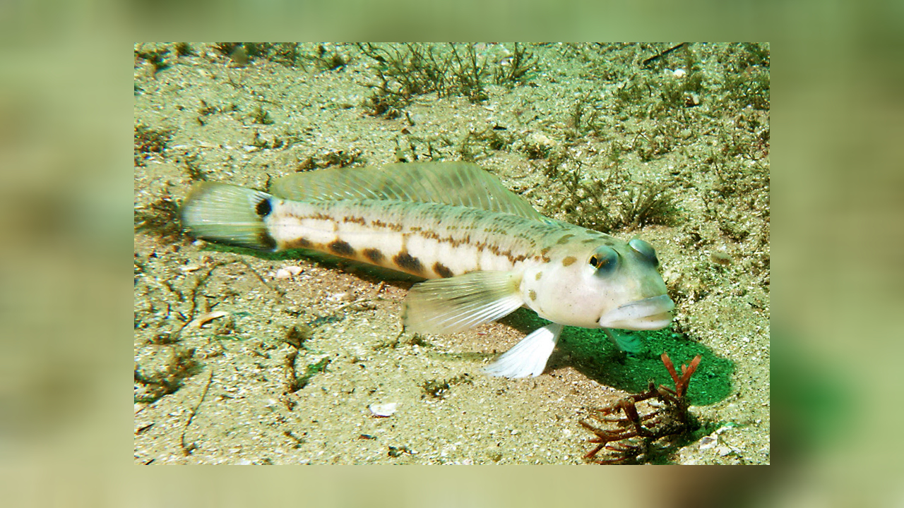 Parapercis ramsayi Spotted Grubfish, Ramsay's Grubfish, Spotted Weever