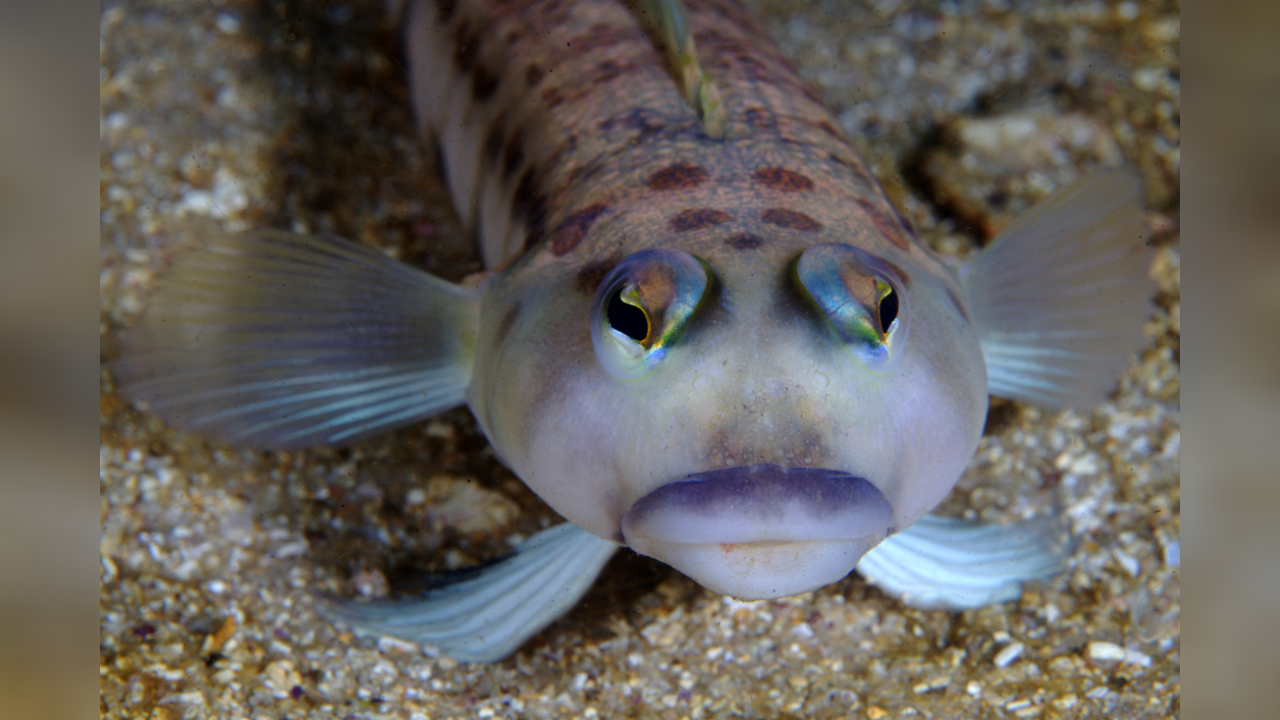 Parapercis ramsayi Spotted Grubfish, Ramsay's Grubfish, Spotted Weever