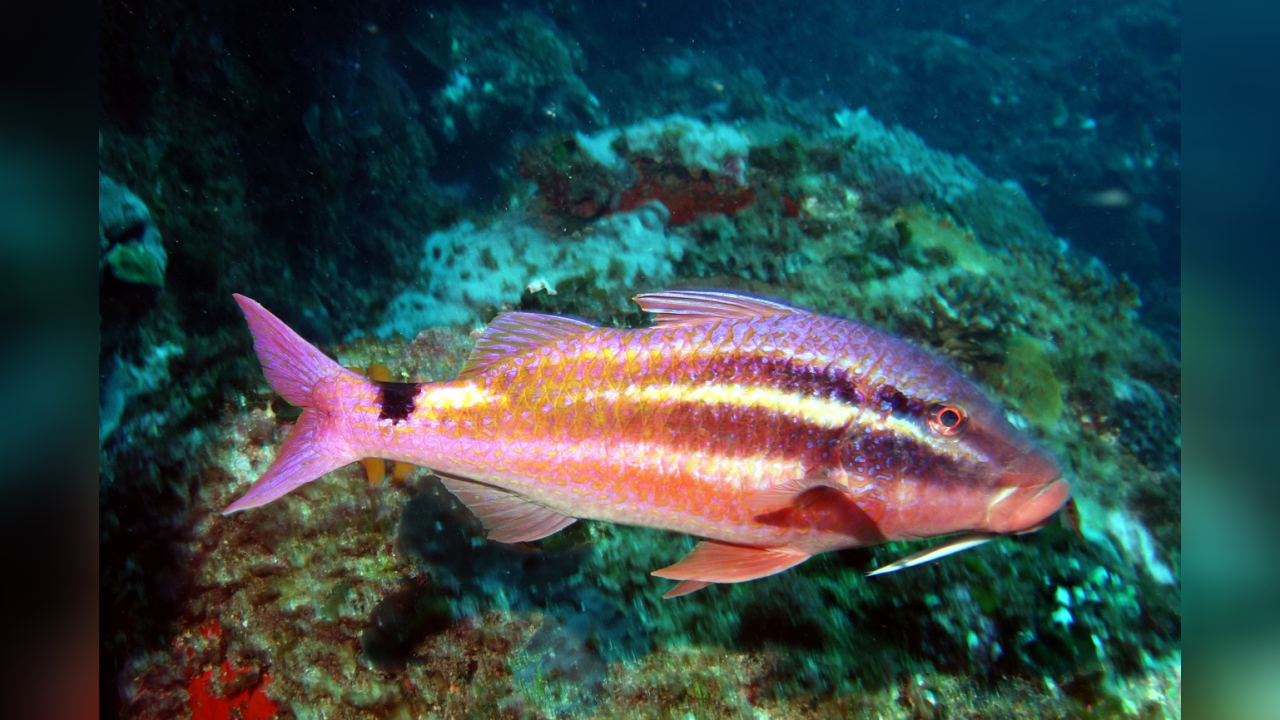 Parupeneus spilurus Japanische Meerbarbe