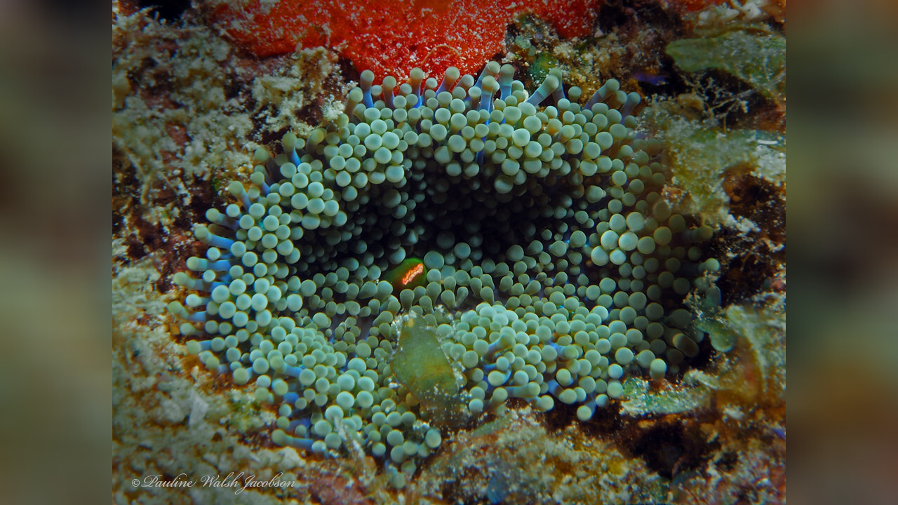 Ricordea florida Ricordia mushroom polyps, Florida corallimorpharian