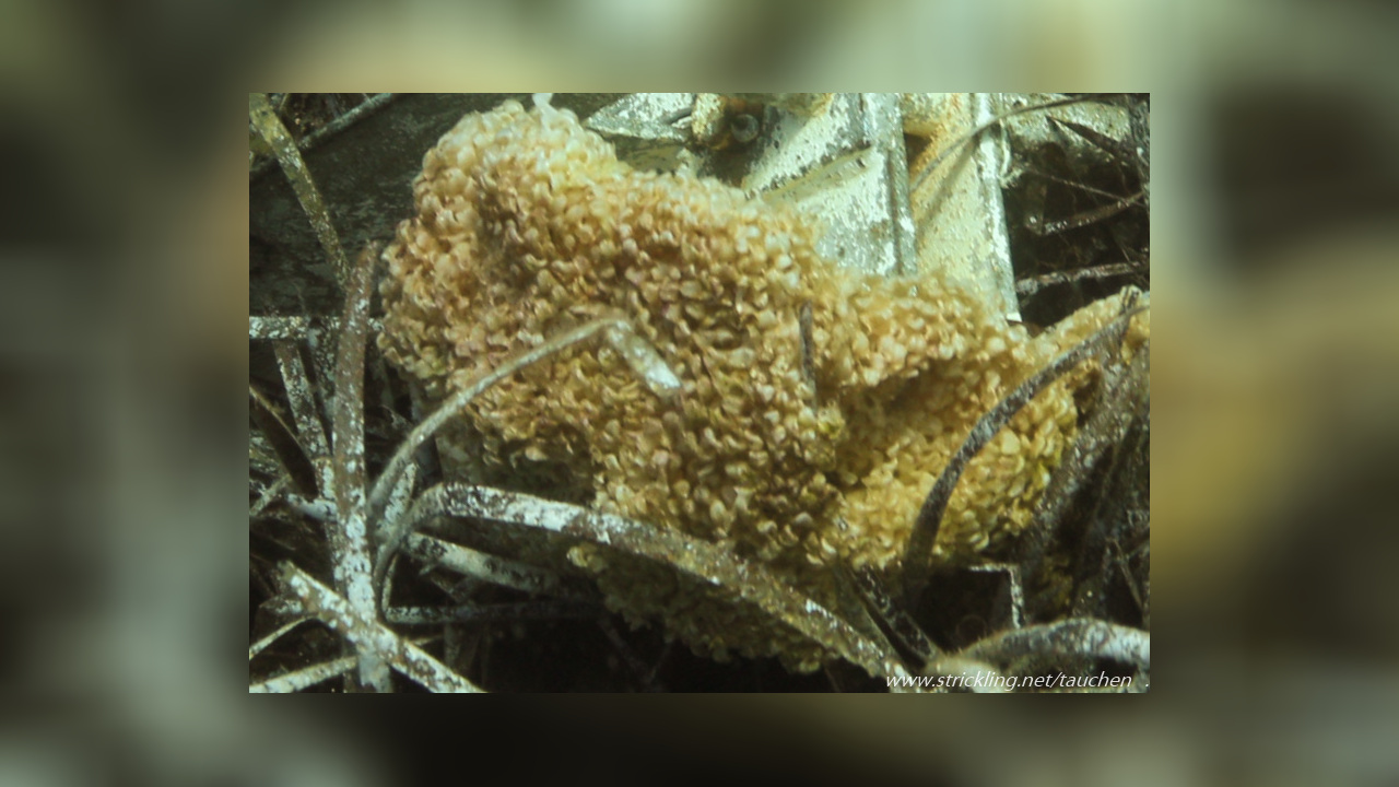 Colpomenia sinuosa Algae, Ball weed