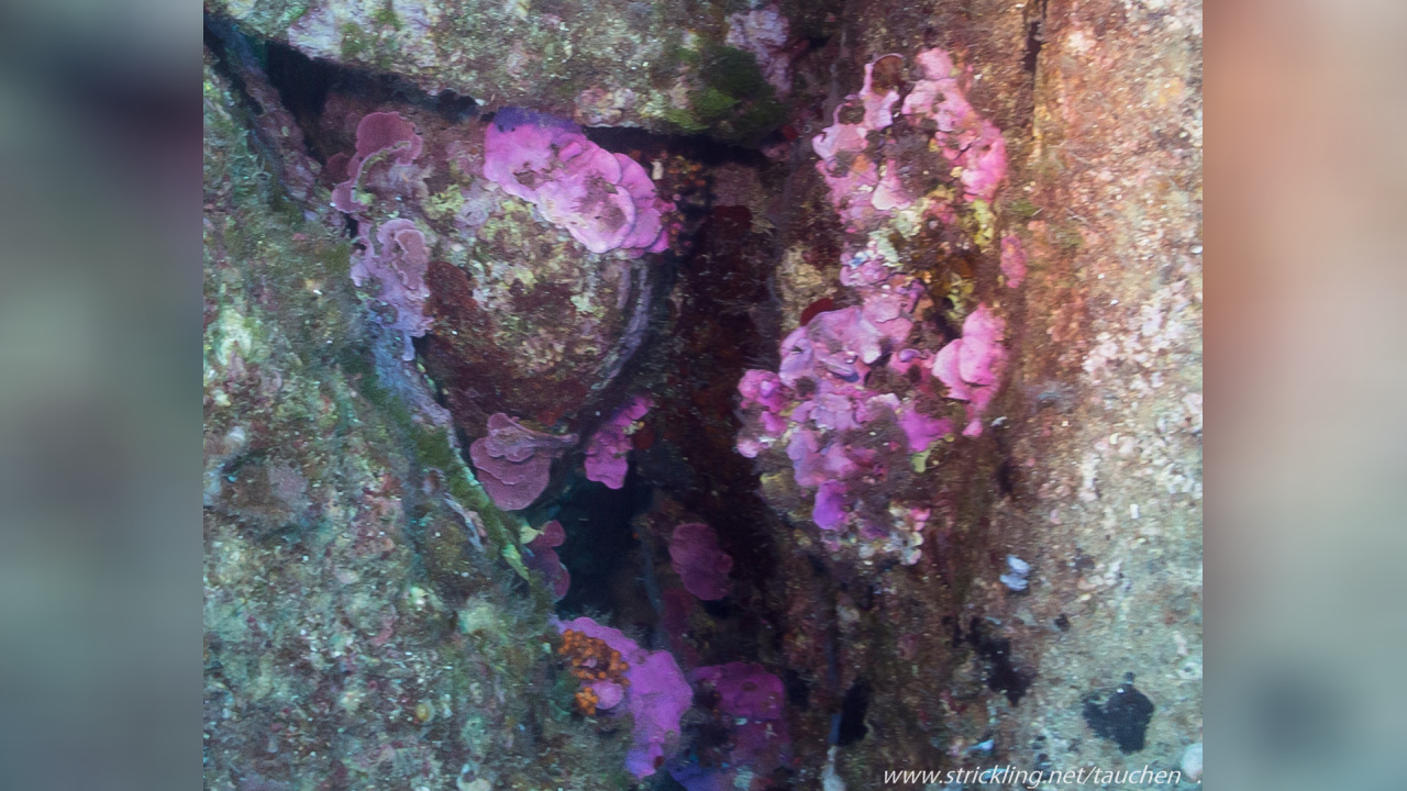 Mesophyllum lichenoides red algae corallinales