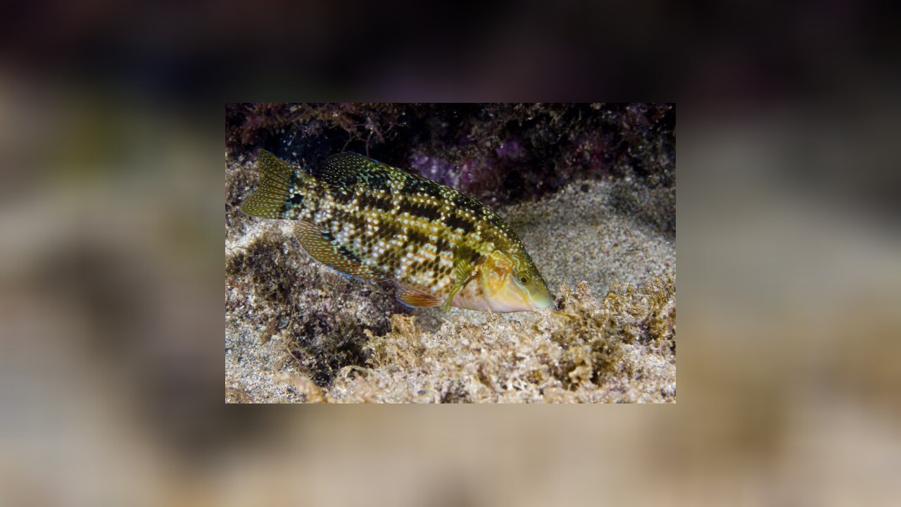 Symphodus caeruleus Emerald wrasse